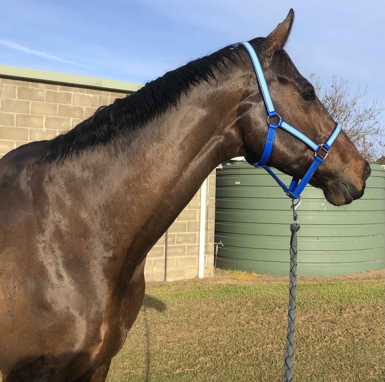 Trainer returns from eight-year break with rising 8YO debutant