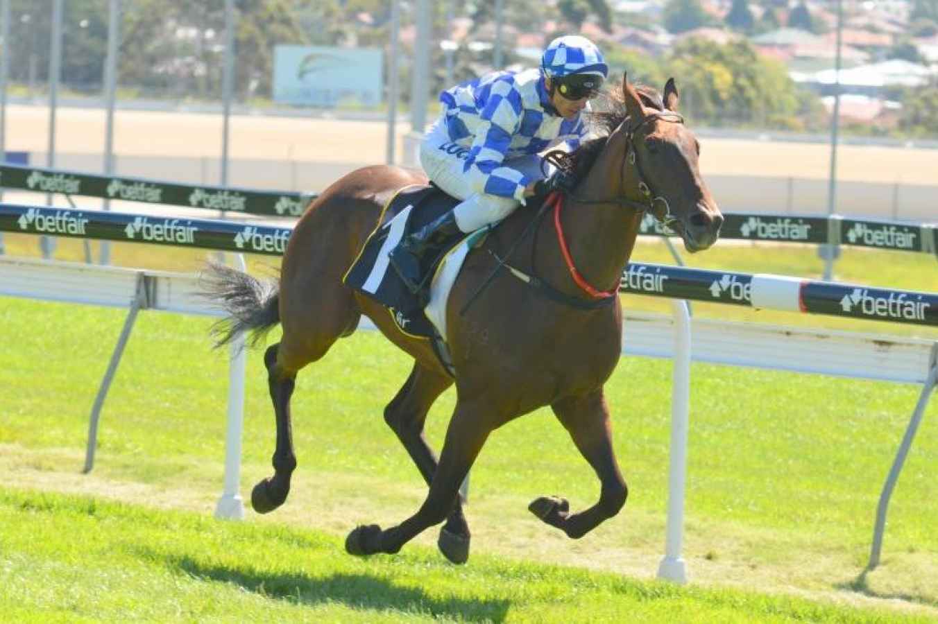 Tassie gun returns in Launceston Newmarket