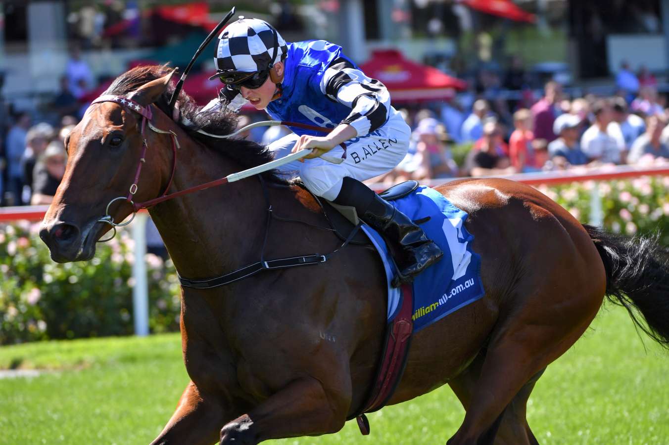 Big Duke favourite for Sydney Cup