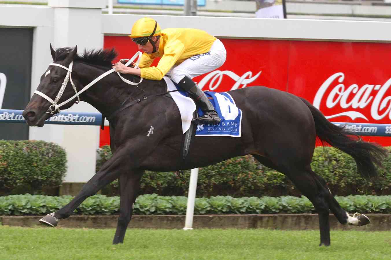 Darley Stud buys Brazen Beau