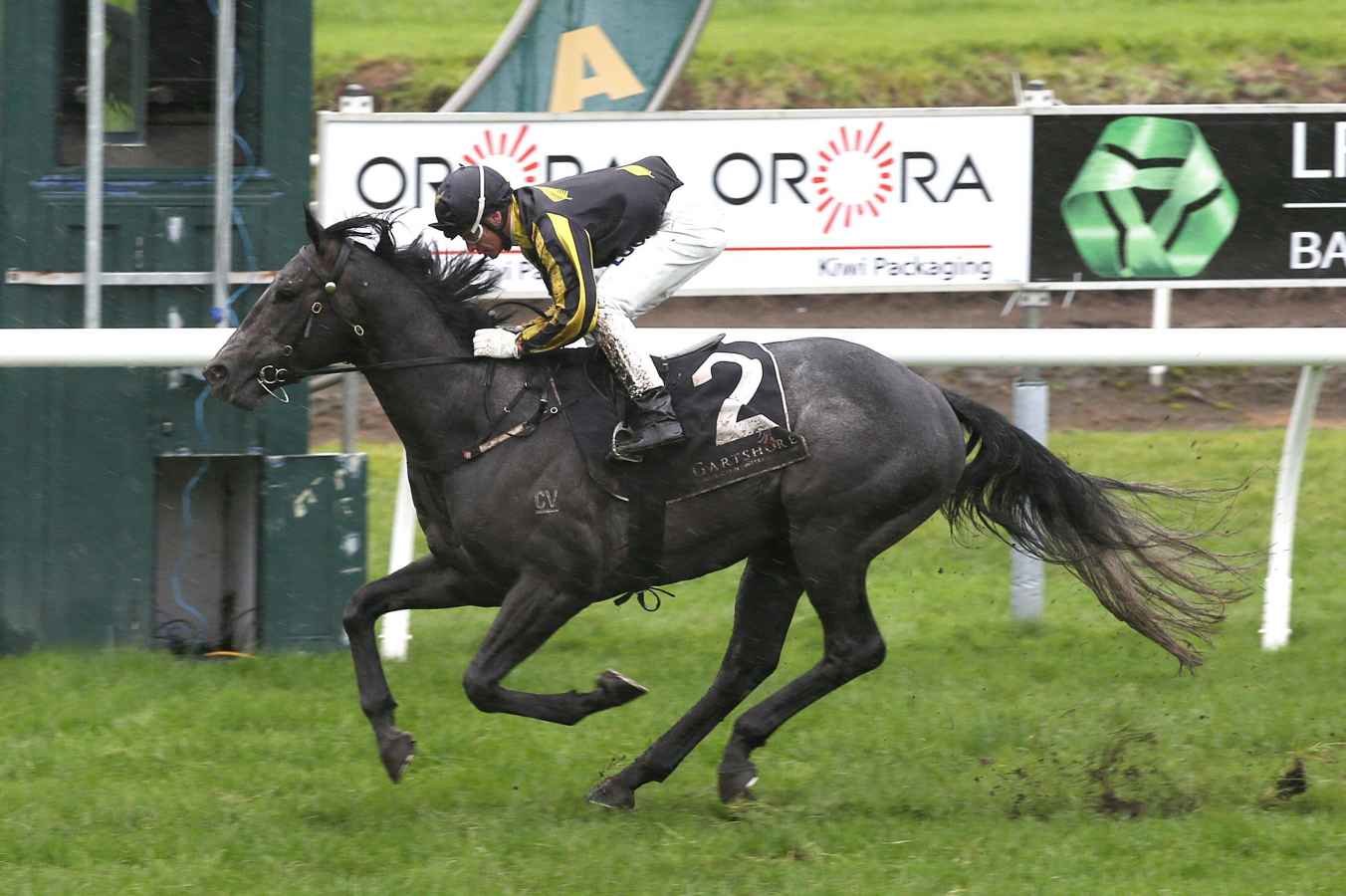 Top colt shows class in Tauranga romp