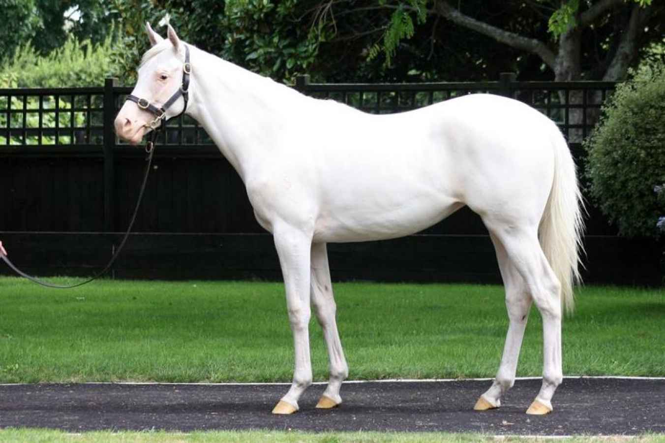 White filly sells for $450,000