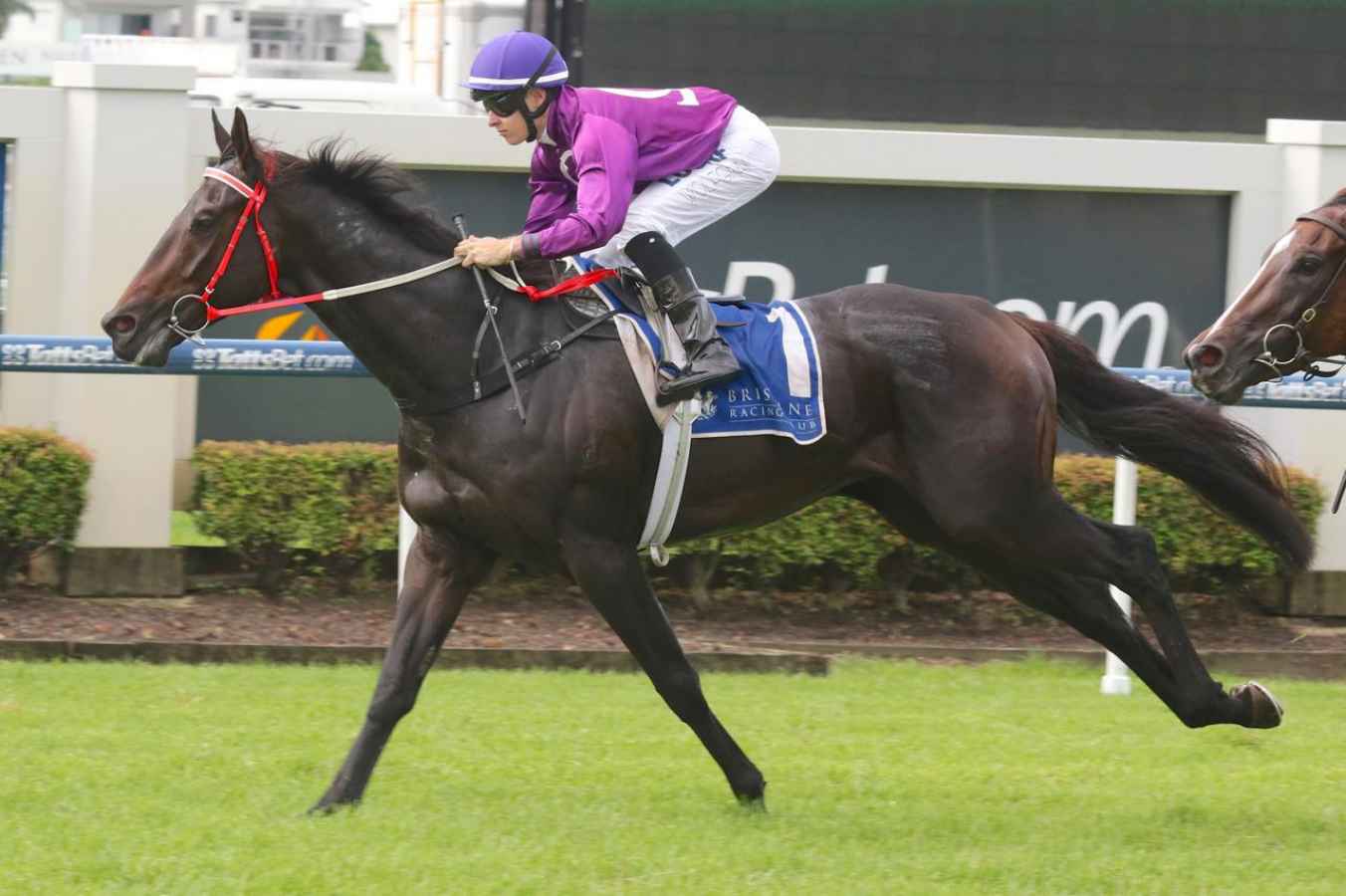 Jumbo Prince wins Toowoomba Guineas