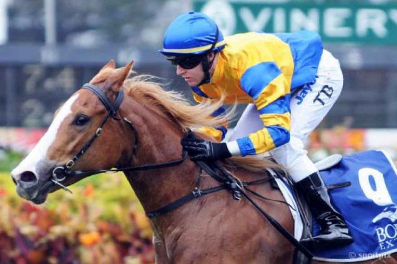 Karuta Queen only horse wanted in Magic Millions