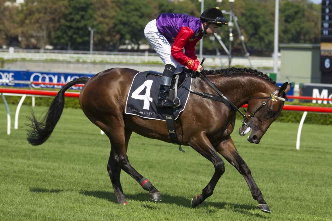 Carlton House retired to Darley Stud