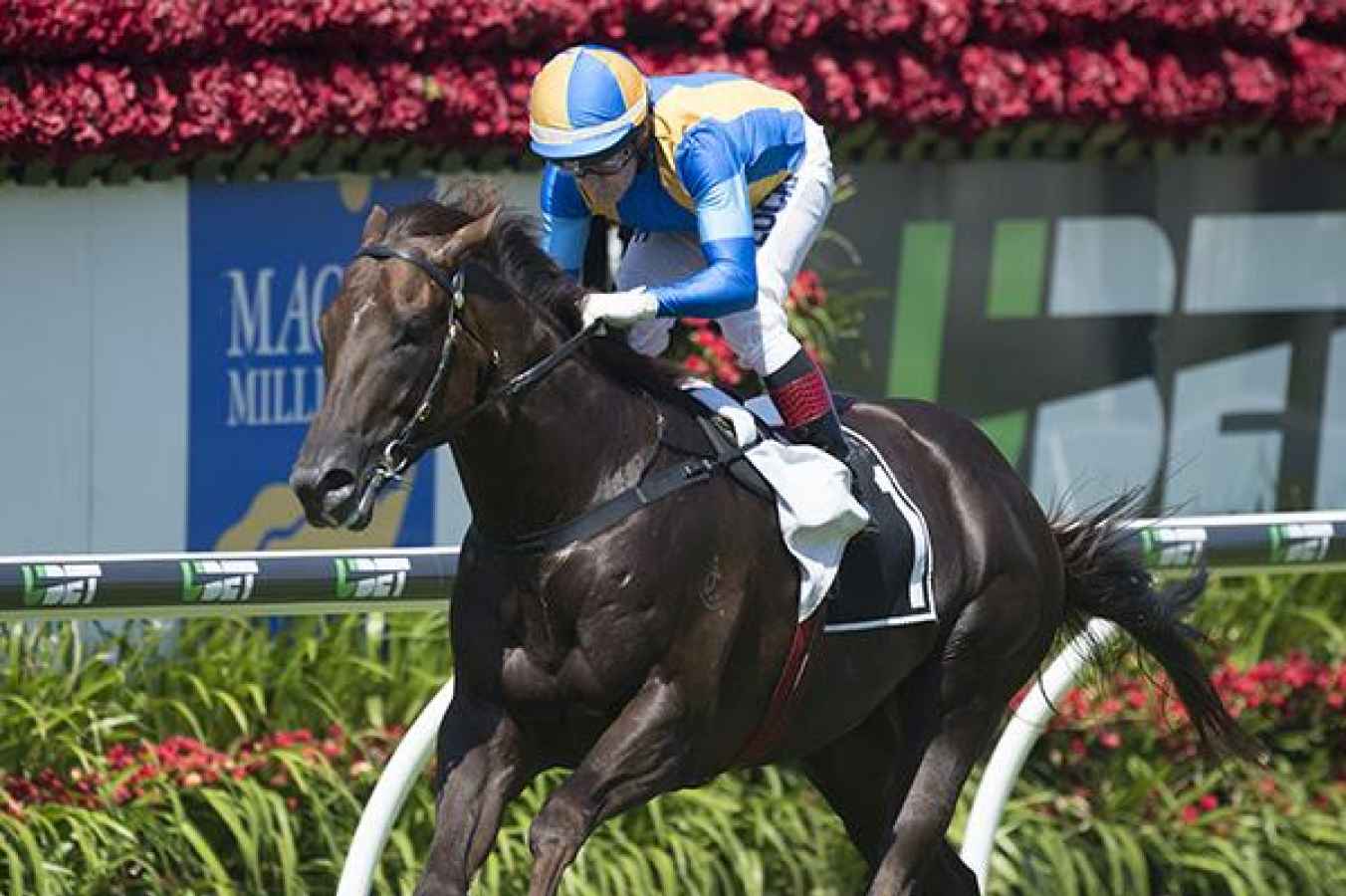 Winning Rupert retired to stud