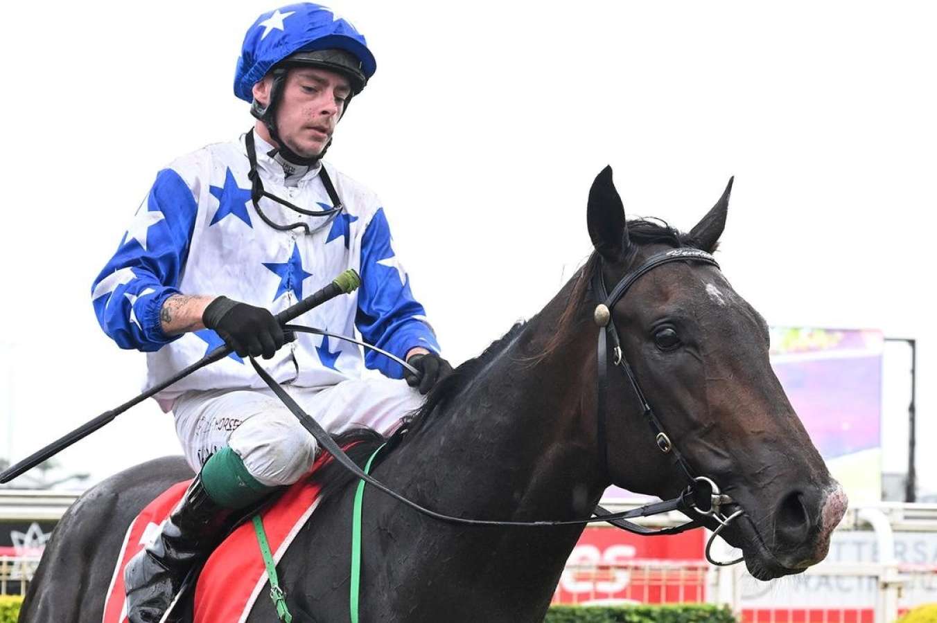 'It's home for me now': Dolan loving QLD with big Cups in mind