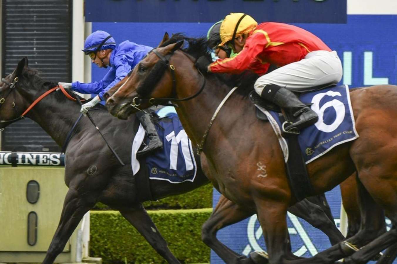 Passed in colt ready to go Boom for Michael Freedman