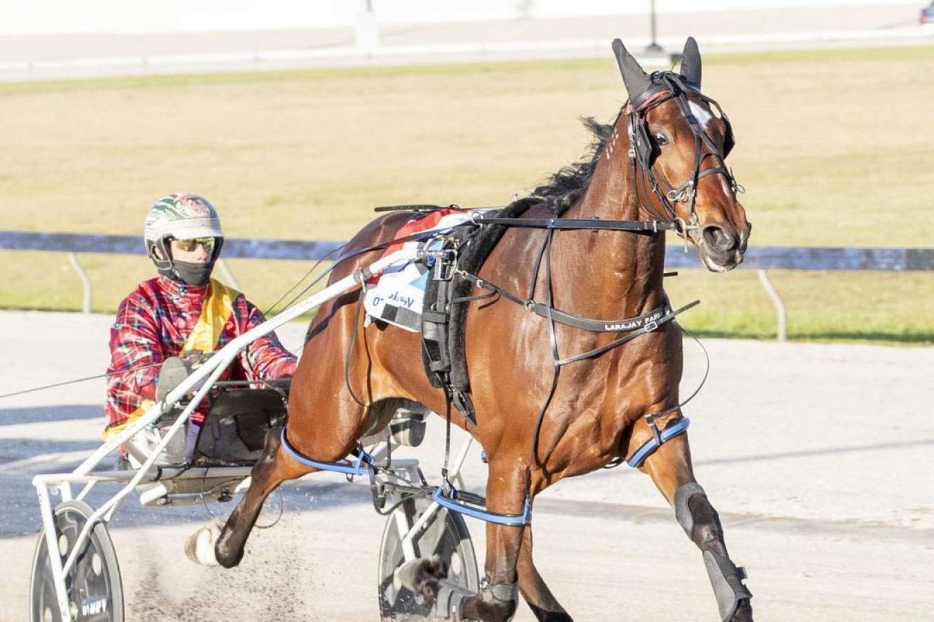 Harness racing: Emerging star Fighter Command back from life ...