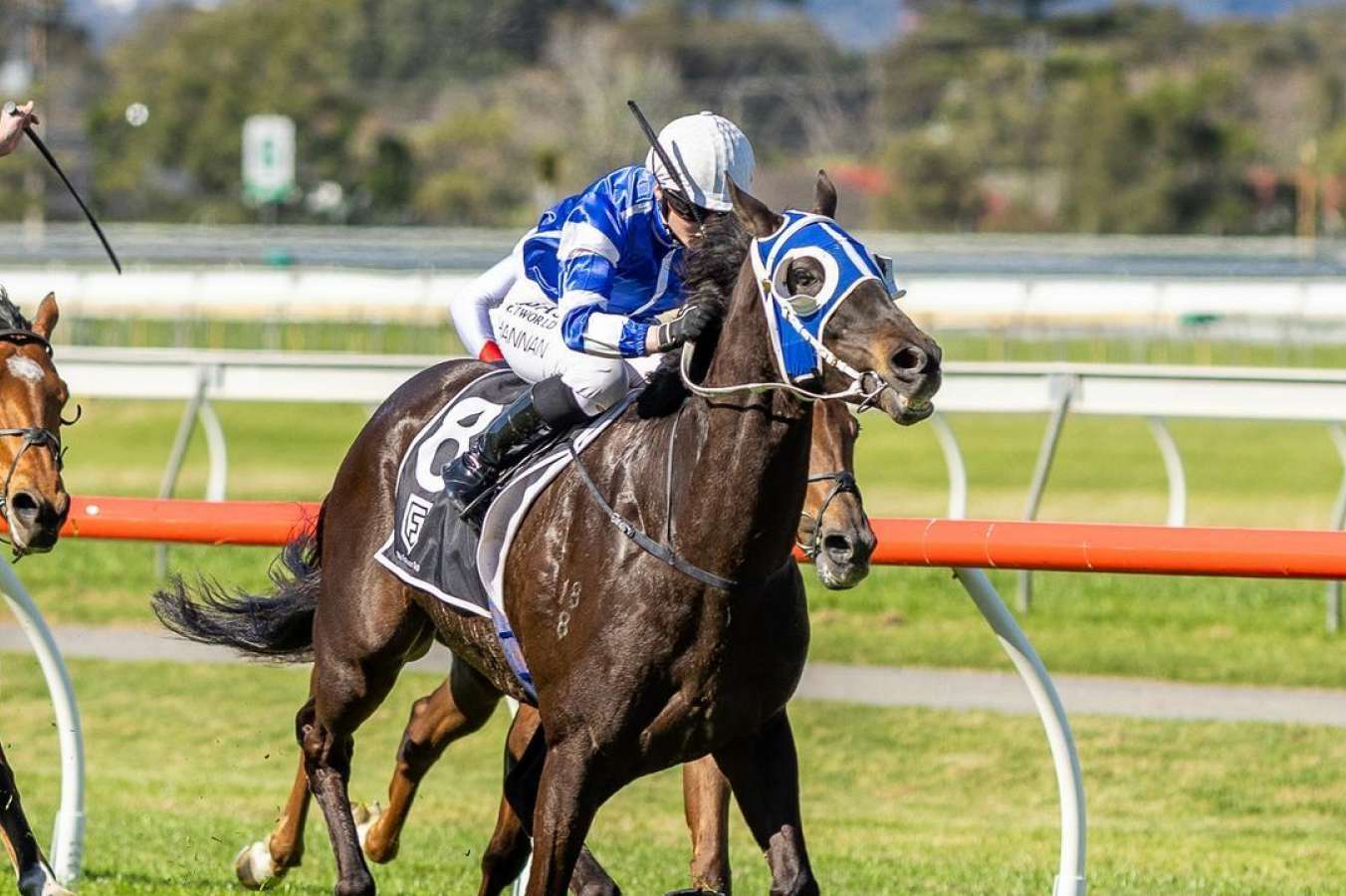 Horse scratched as wrong runner taken to the races
