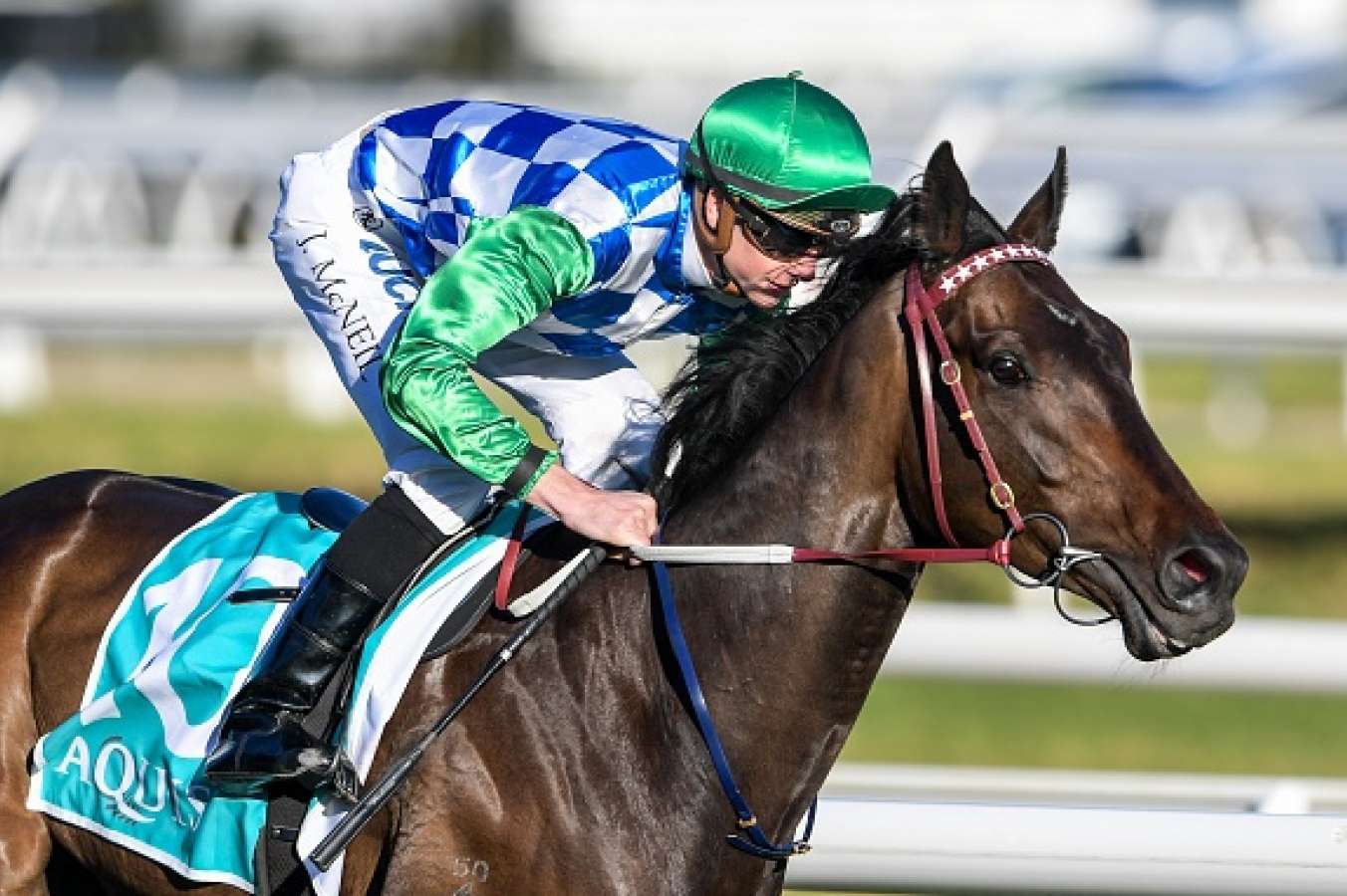 Weir horses: Where are they now?