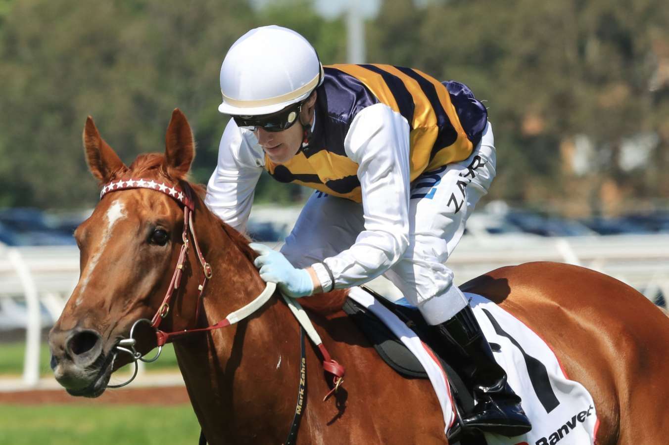 Gailo Chop, Humidor step out in trials