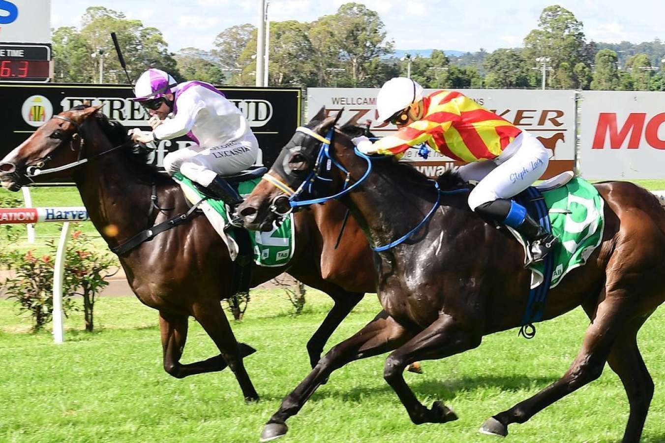 Doomben: Trainer Tom Dougall sees positive in Go Wandji dead heat