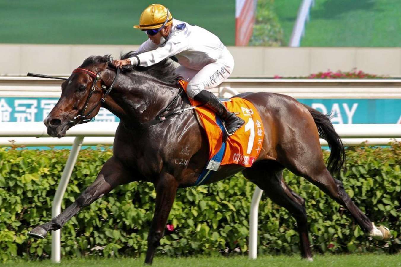 Equine stars from Japan, Europe, Australia, New Zealand, UAE and Hong ...