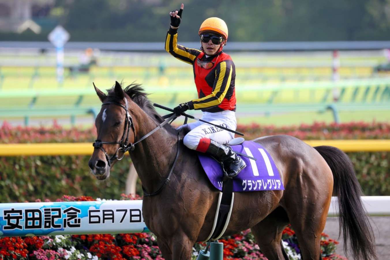 Japanese sprinter Gran Alegria reels off Chautauqua-like win in G1 ...