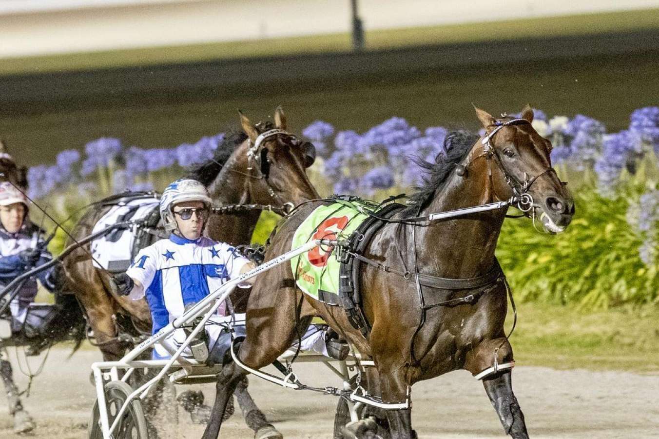 Matthew Isaacs announced as Harness Racing Victoria's new CEO