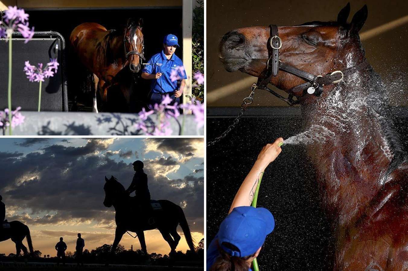 What does the future hold for Godolphin's two most prized assets?