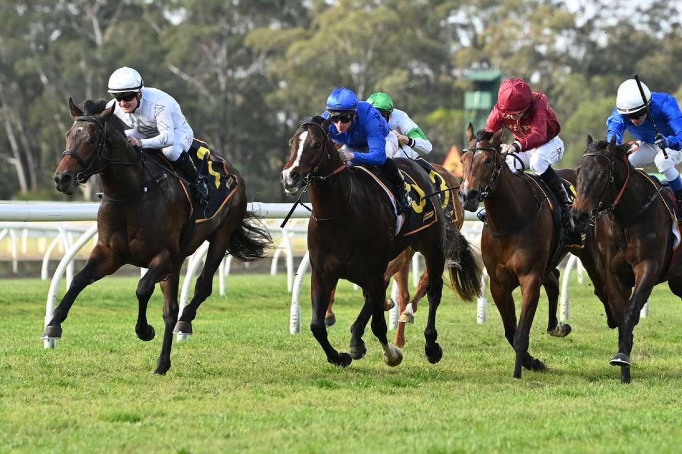 $41 roughie causes boilover in last Sydney 2YO race of season