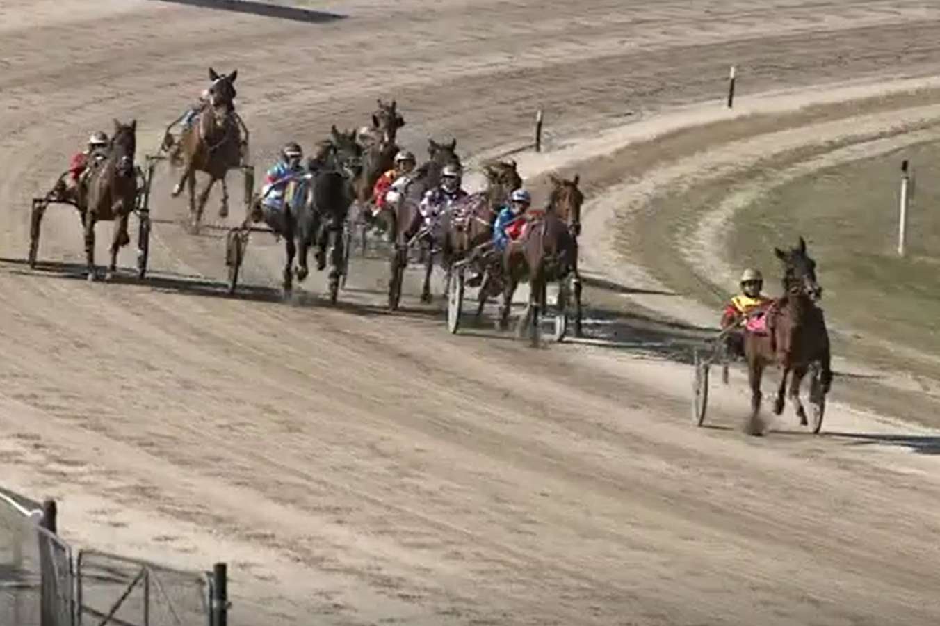 Harness favourite gallops to throw away certain victory at Hamilton