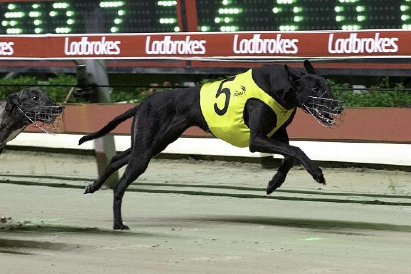 Million Dollar Chase Night: preview and tips