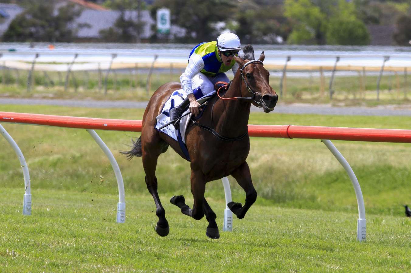 Melbourne next for Jon O'Connor's Grey River after smashing rivals by 7L