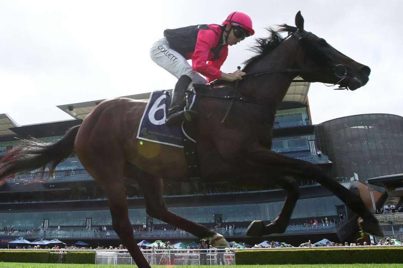 Gallant Star handed the greatest of praise after Barn Dance