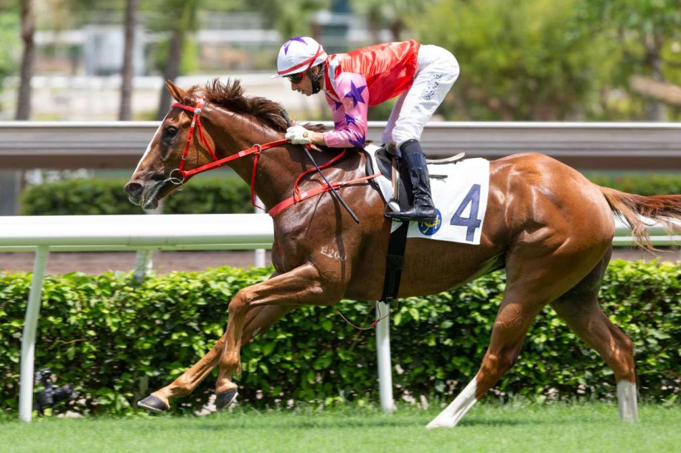 Joao Moreira confident Drops Of God can take next step at Sha Tin