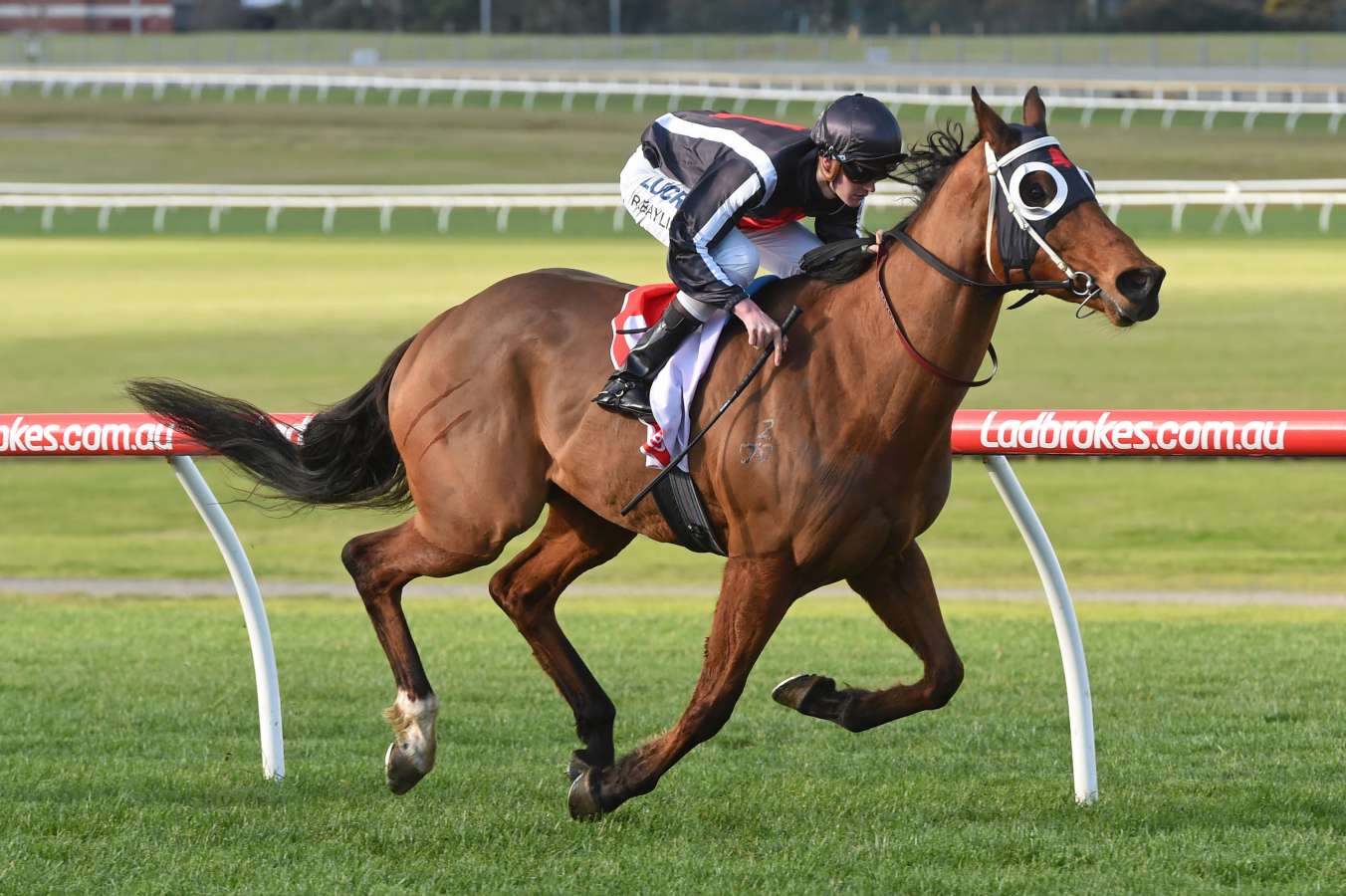 Jungle Edge back for Sydney campaign