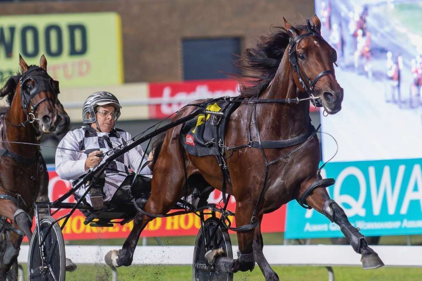 Legend status on the line for Leap To Fame