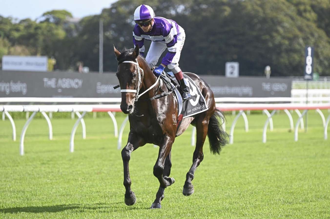 Trainer Chris Waller previews his Flemington, Randwick runners