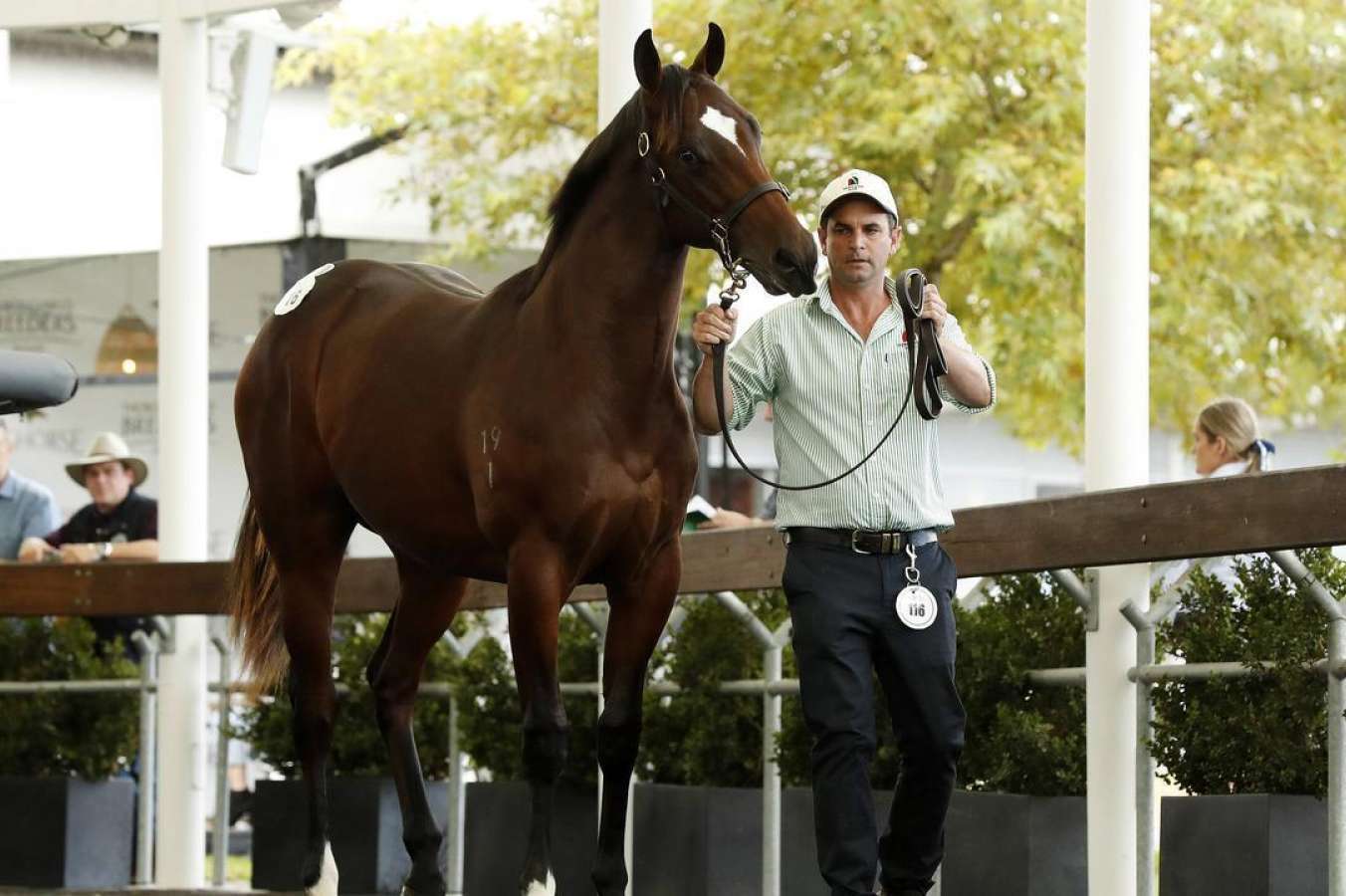 Million dollar bids highlighted day one of the Inglis Easter Yearling sales