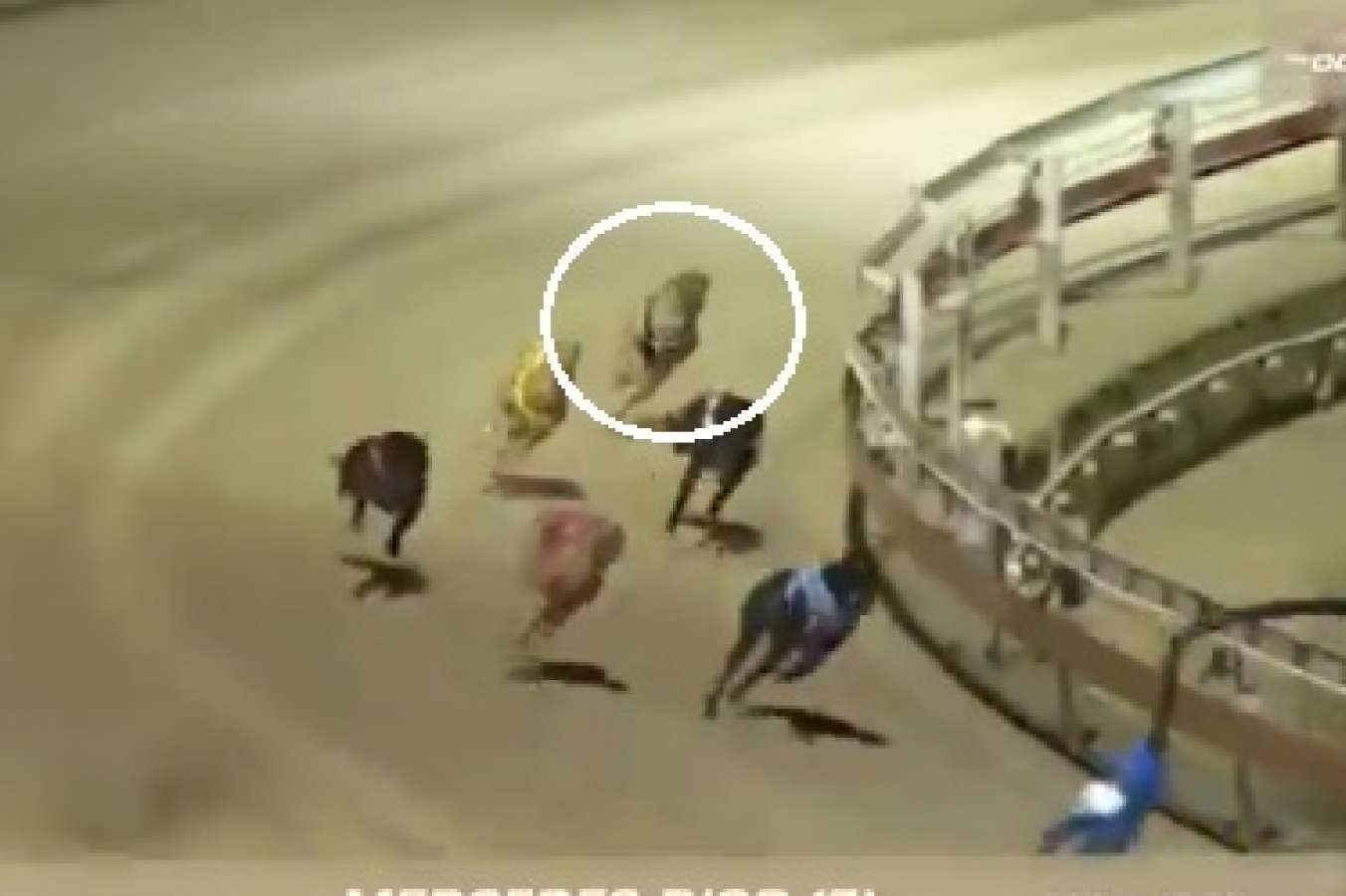 Monster greyhound win at Wentworth Park