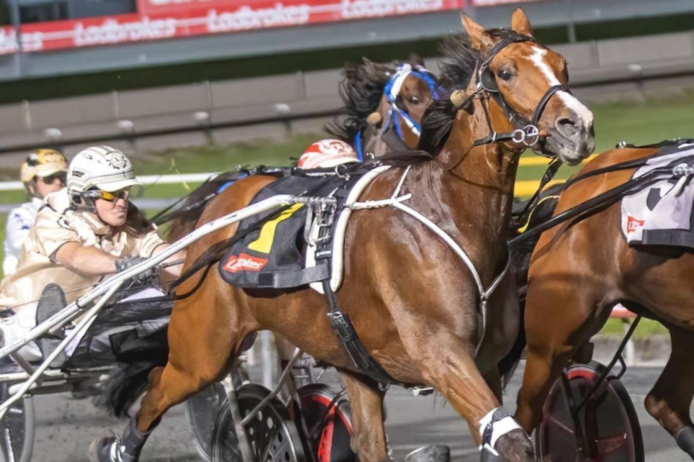 Harness racing: Victorian trotters dominating Inter Dominion series