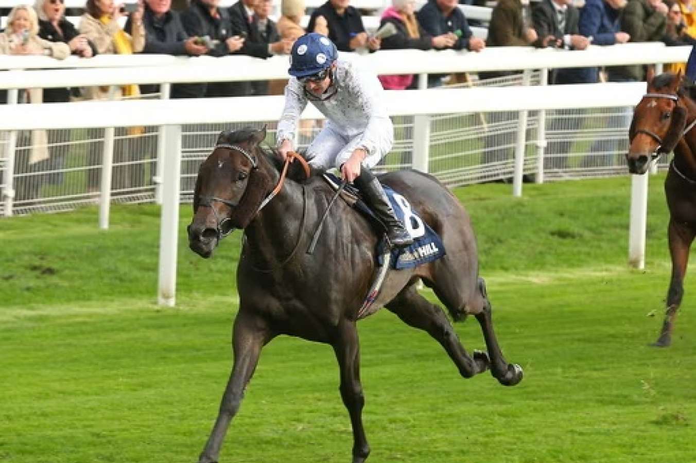 The impressive stat that makes this Rosehill favourite an appealing bet