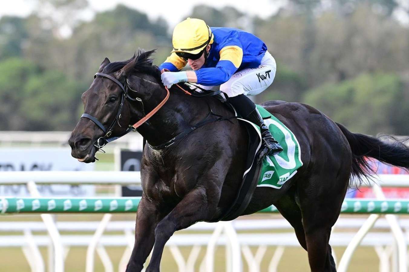 Opened $15: Freedman horse lands plunge in Qld feature