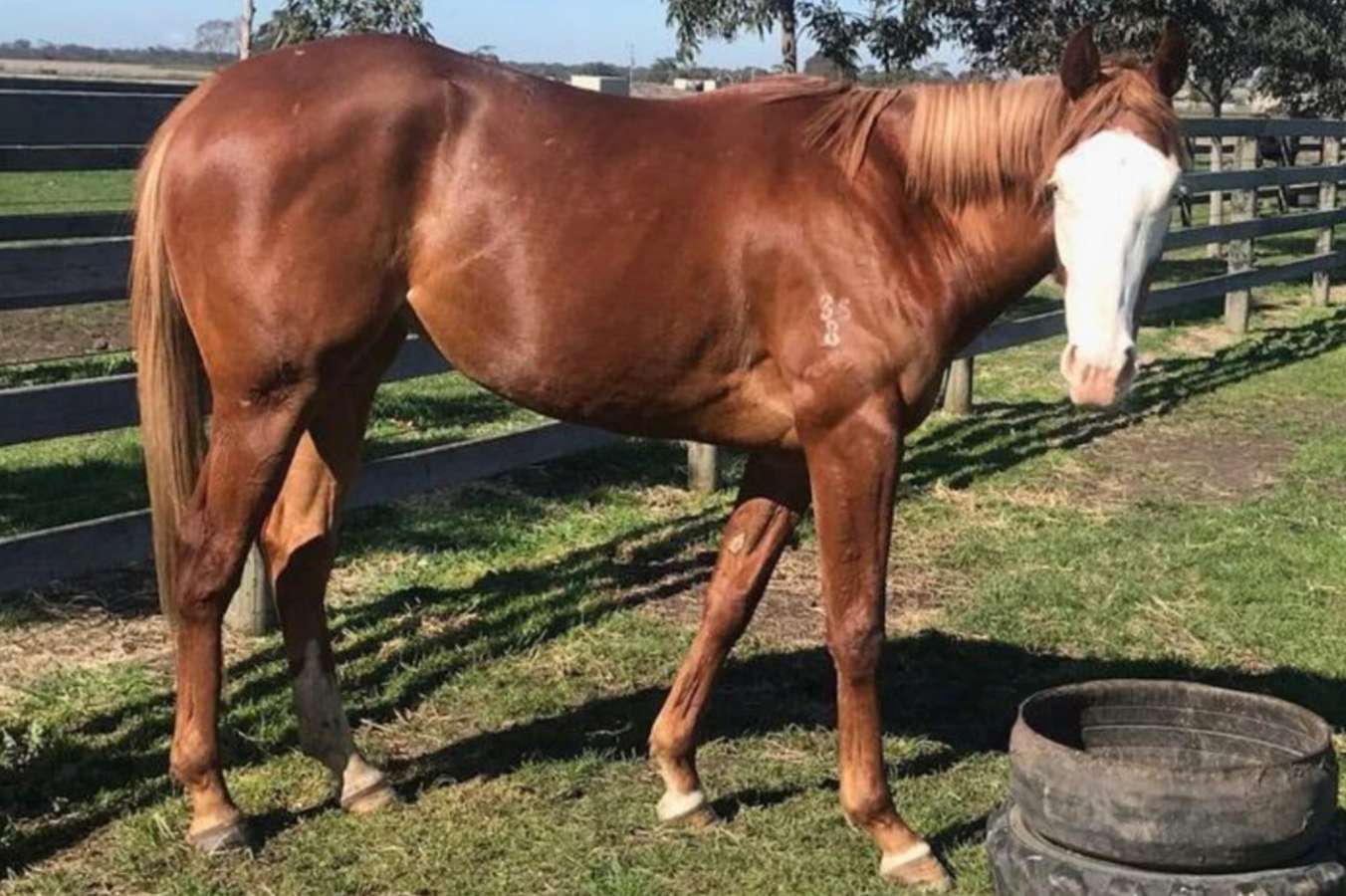 Trainer Greg Eurell to debut Apache Cat lookalike at Cranbourne