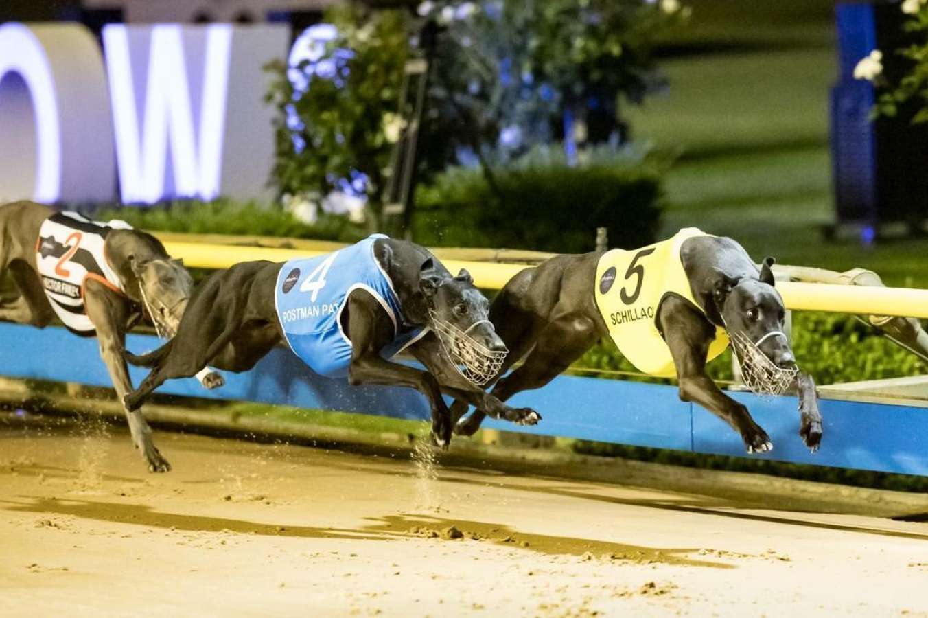 $4.1 million cut from Victorian greyhound prizemoney pool