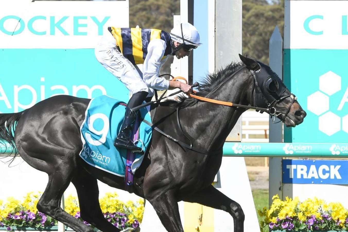 Matt Dunn explains Melbourne Cup runner Sea King's 'train wreck' stable ...