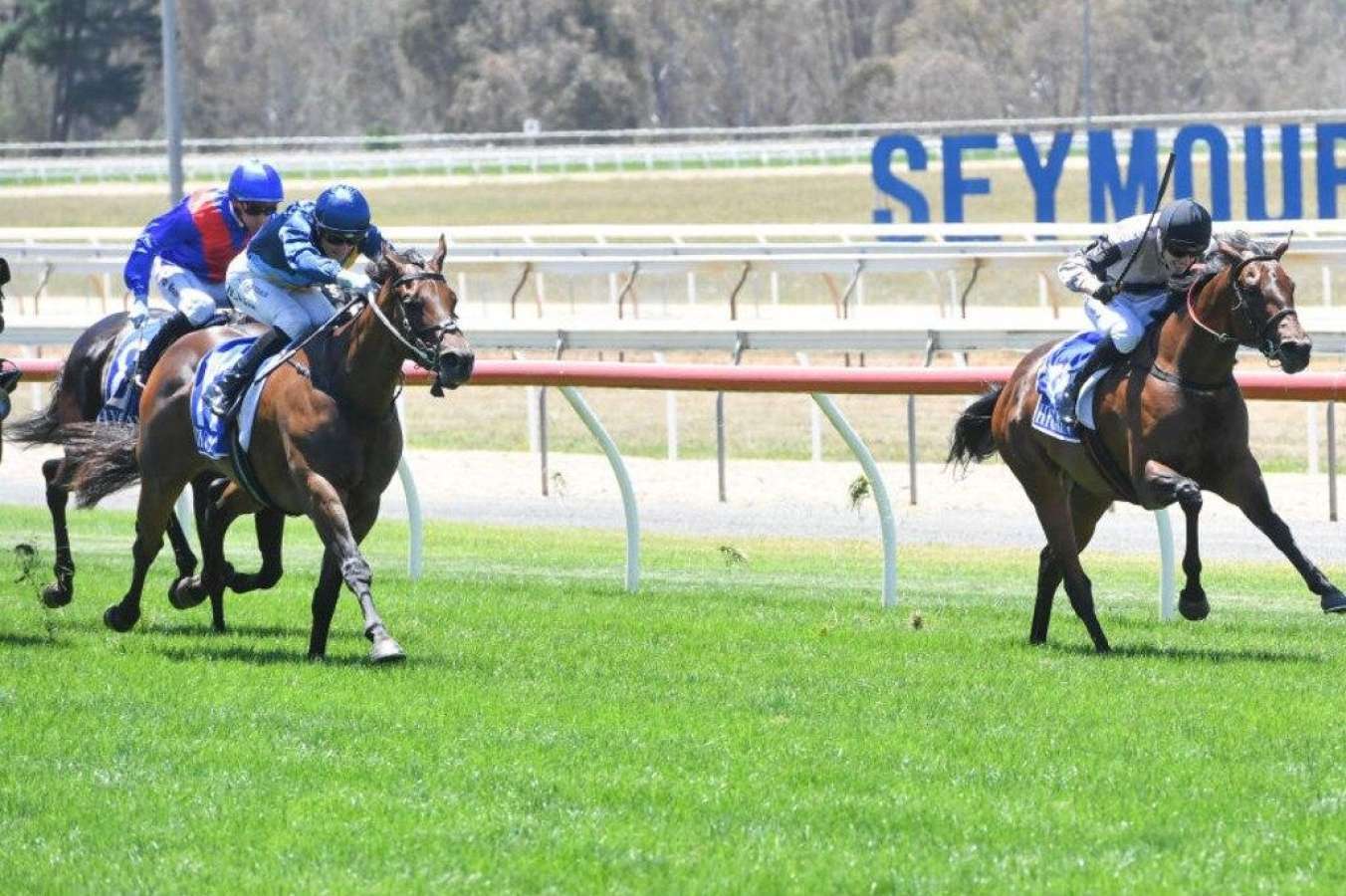 Favourite rolled at $1.03 in-play after racecaller goes the early crow