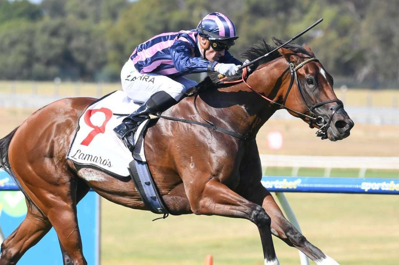She's Bulletproof primed for Group 1 Oakleigh Plate at Caulfield