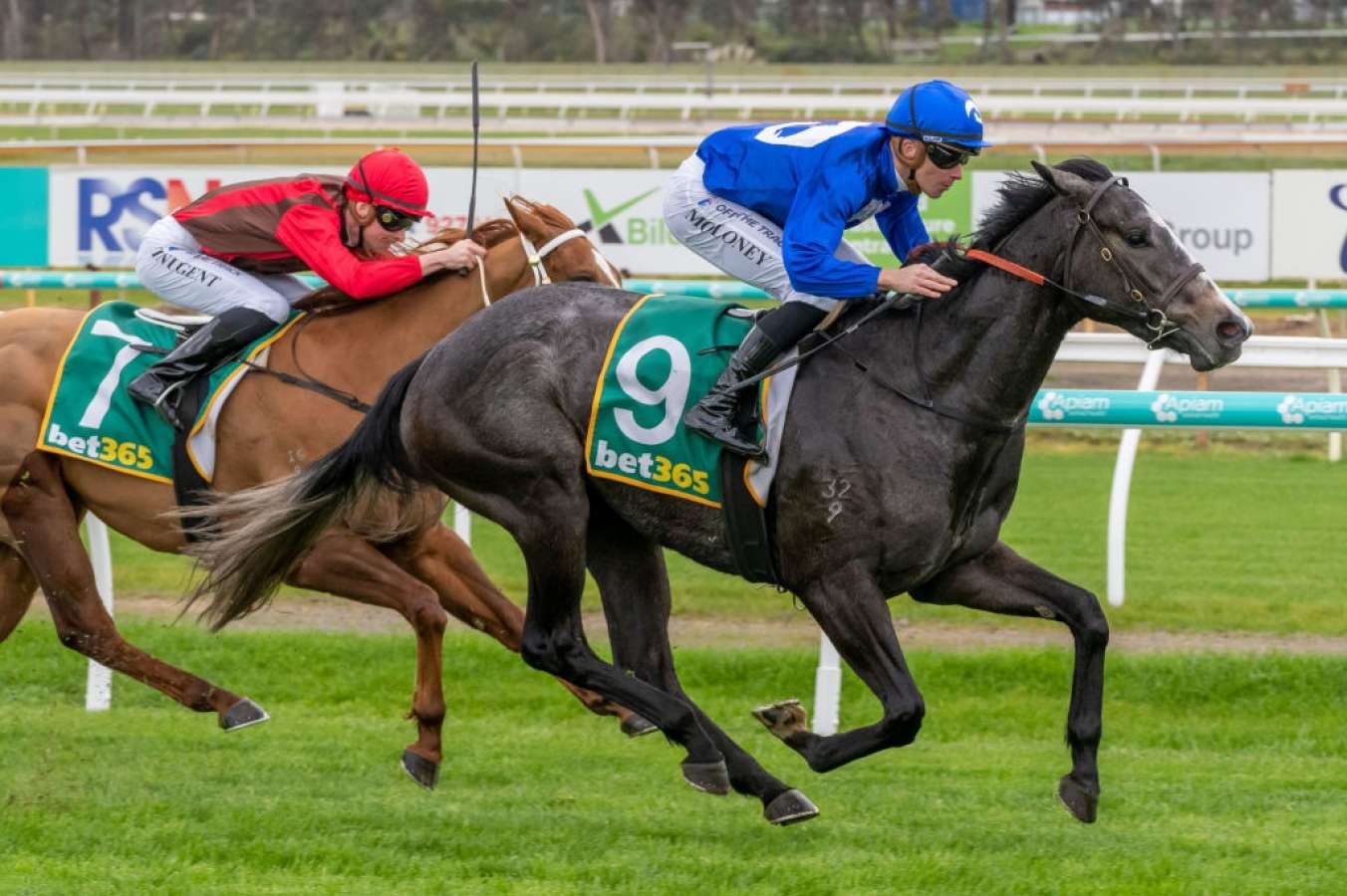 Pros and tipsters vs Bookies: Lay betting tips [Wednesday, October 11]