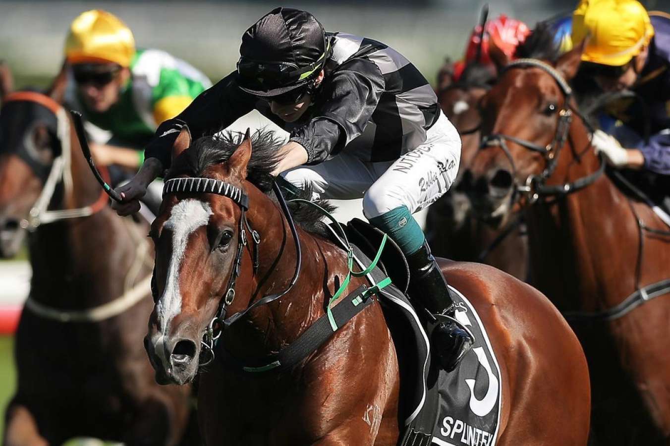 Splintex chasing more Group success before stud career