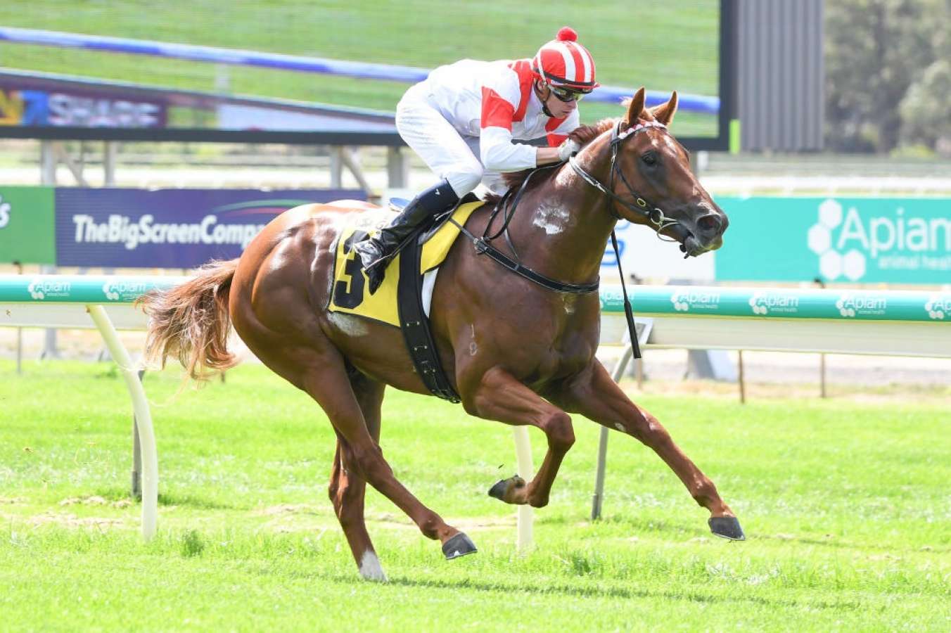 John Sadler tempers expectations on flying Starry Legend in $950,000 ...