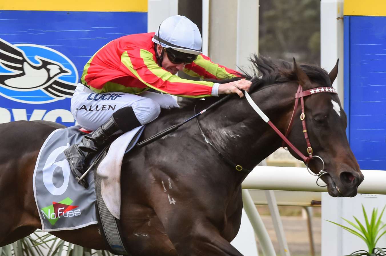 Tamasa opens favourite for Guineas