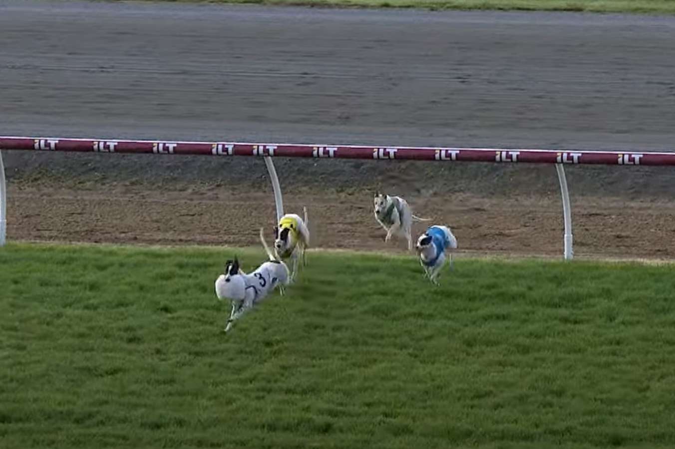 Scenes at NZ greyhounds as dogs run riot with the lure