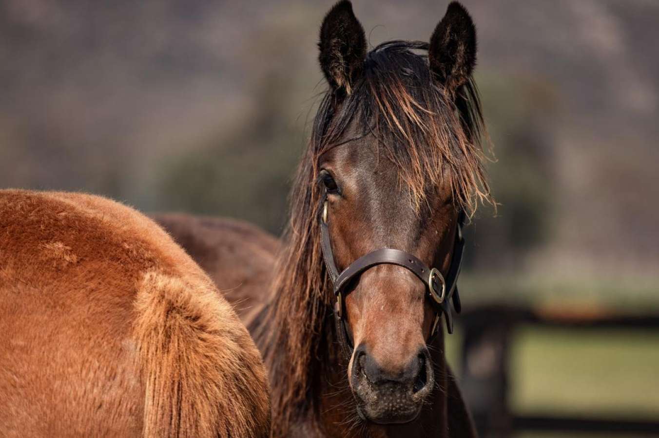 Winx's first foal could threaten $5m record at Inglis Easter Sale