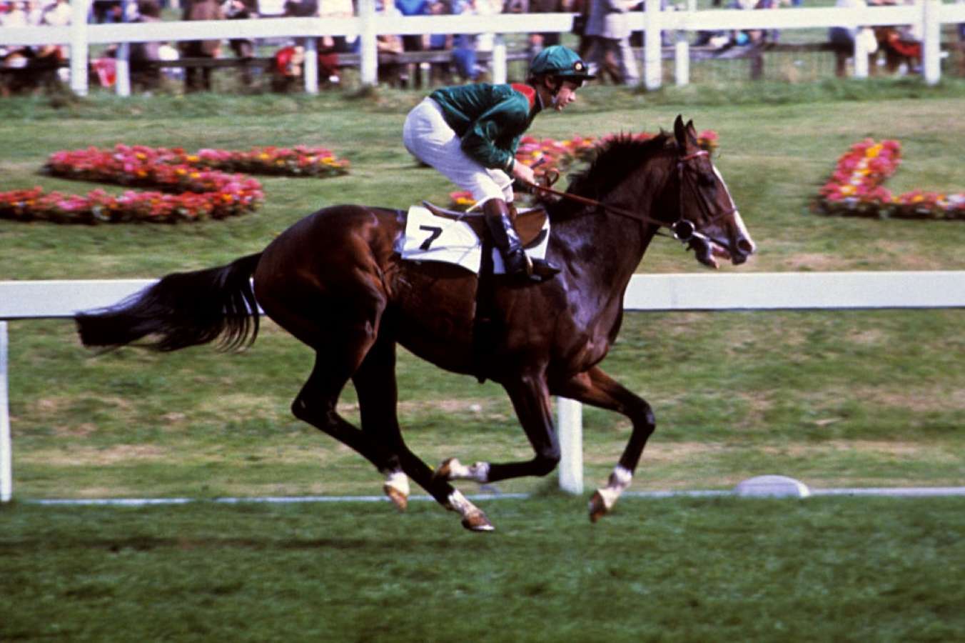 The tragic tale of Shergar: Champion racehorse and stallion kidnapped ...