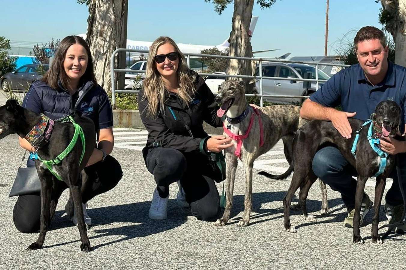Groundbreaking pilot program sees Australian greyhounds rehomed in the USA