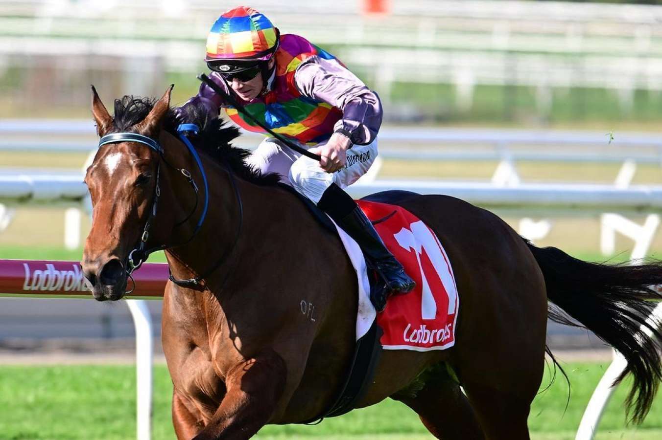 Gold Coast Guineas - Tiger Shark set to feed