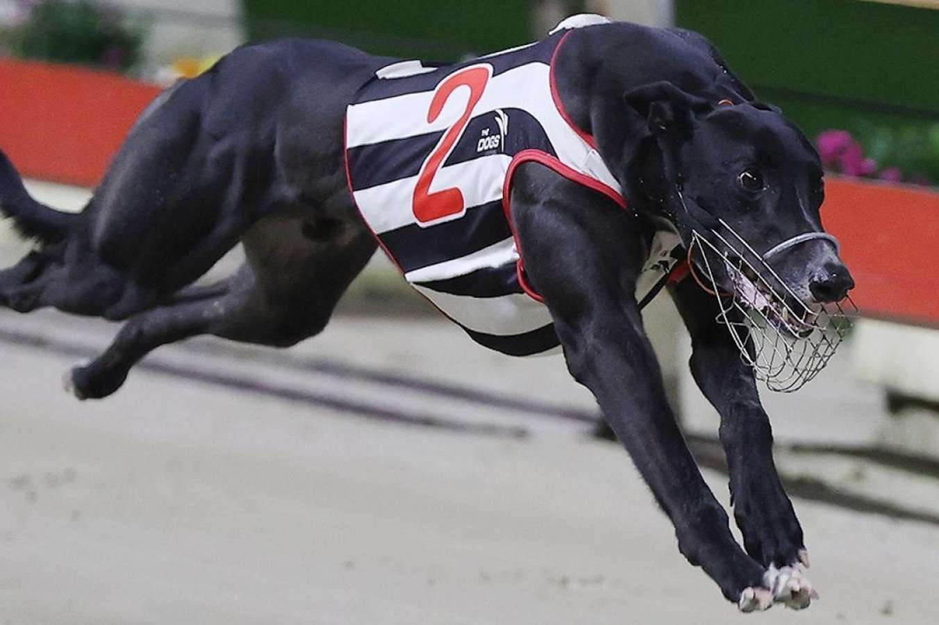 LIVE STREAM: Watch Million Dollar Chase night at Wentworth Park